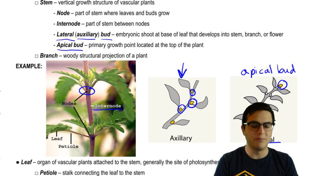 A cross section of a plant part exposes epidermis, a thick cortex ...