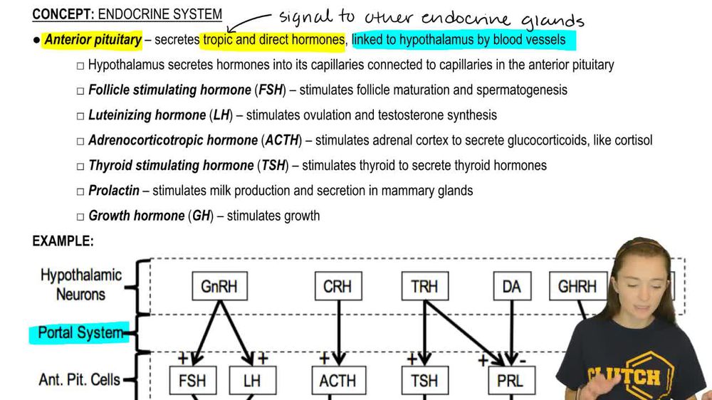 Overview of the Endocrine System | Pearson+ Channels