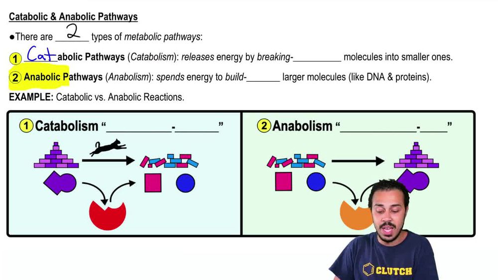 Cell Metabolism Animation