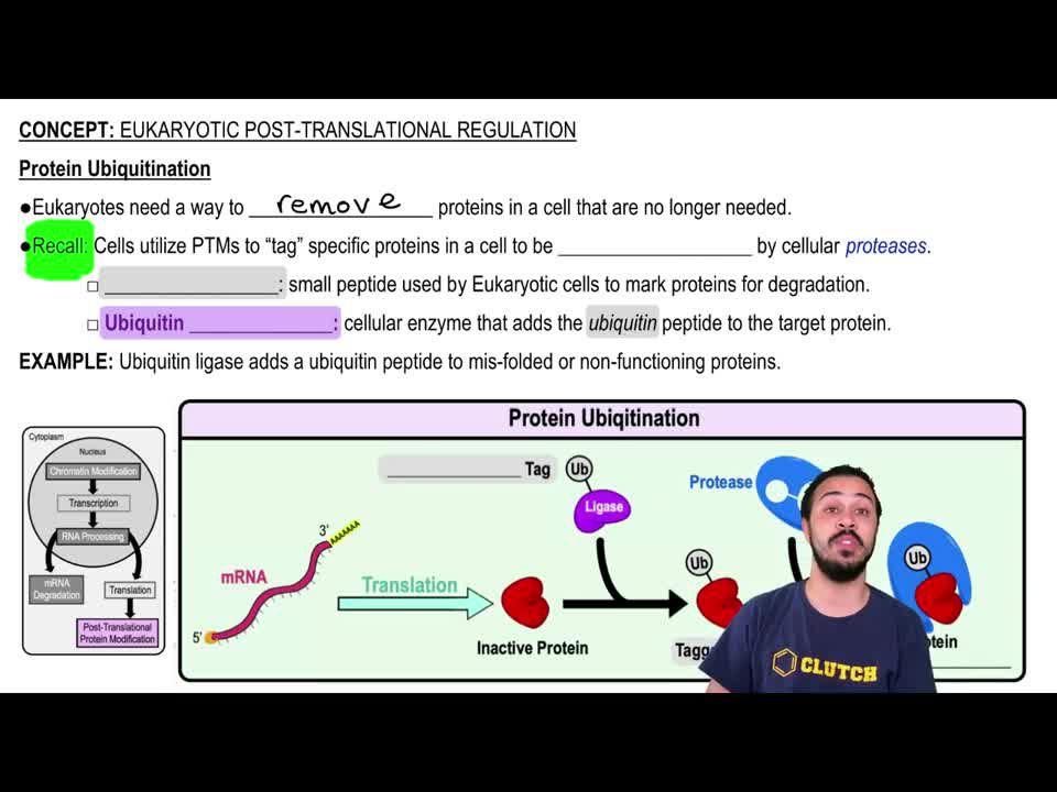 Post-Translational Modifications in prokaryotes and eukaryotes ...