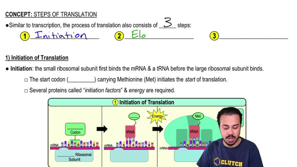 Animation: Elongation Cycle of Translation | Pearson+ Channels