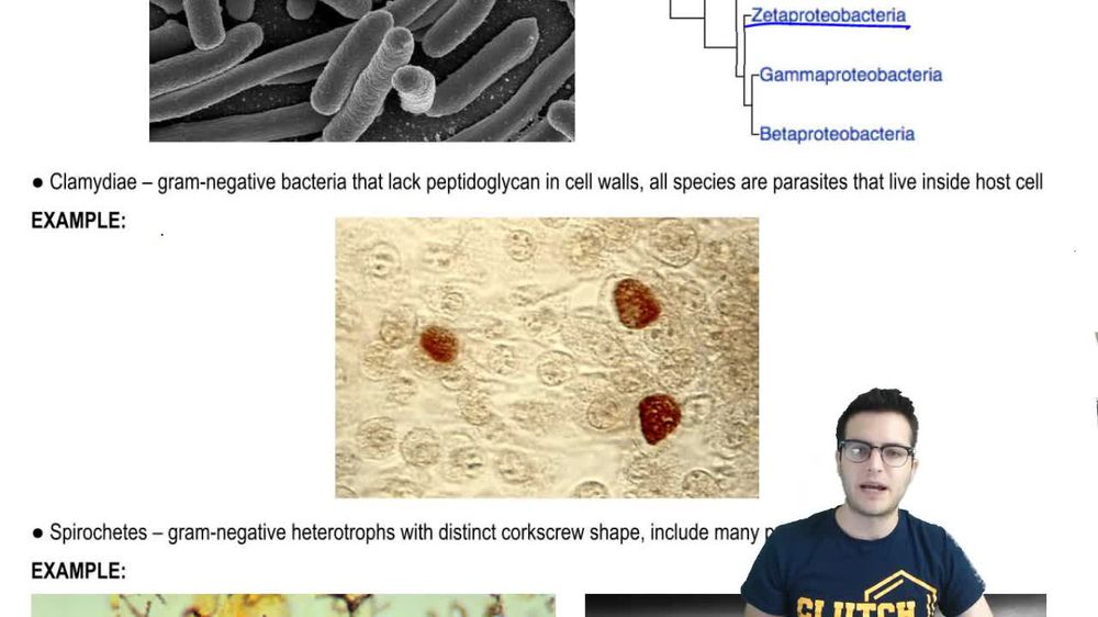 Taxonomy of Bacteria: Identification and Classification | Pearson+ Channels
