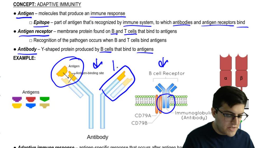 Animation: Clonal Selection | Pearson+ Channels