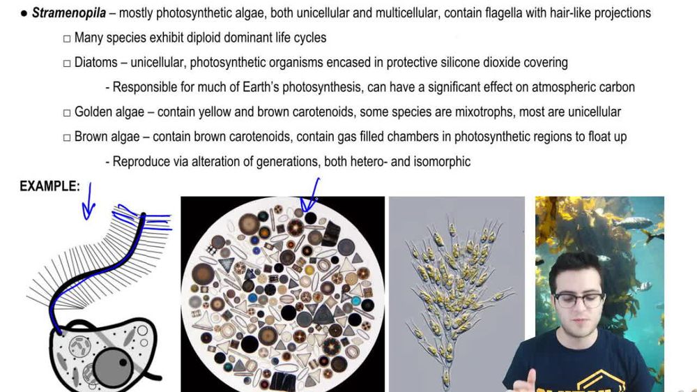 Animation: Life Cycle of a Malaria Parasite | Pearson+ Channels