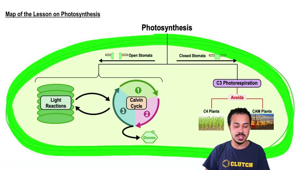 Stages of Photosynthesis | Pearson+ Channels