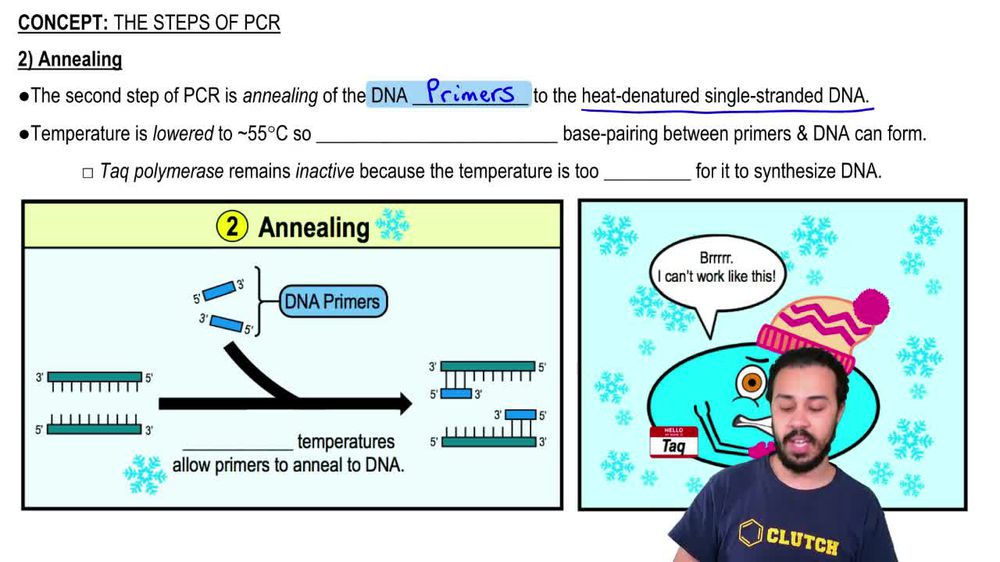 Polymerase Chain Reaction Pcr Biomolecules Mcat Khan Acad