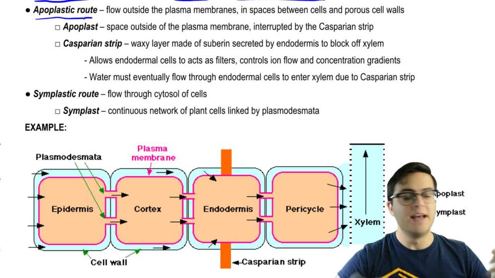 Xylem and Phloem - Transport in Plants | Biology | FreeAnimatedEd ...