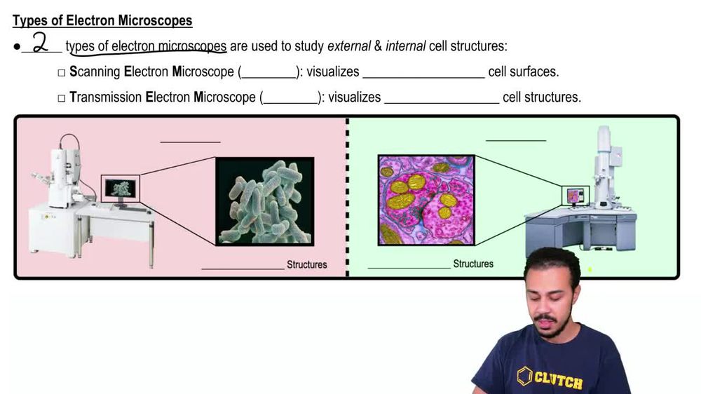 Microscopes and How to Use a Light Microscope | Pearson+ Channels
