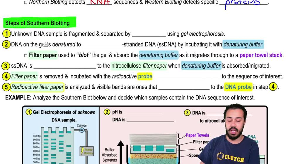 A _____ is a single-stranded DNA molecule used in hybridization r ...
