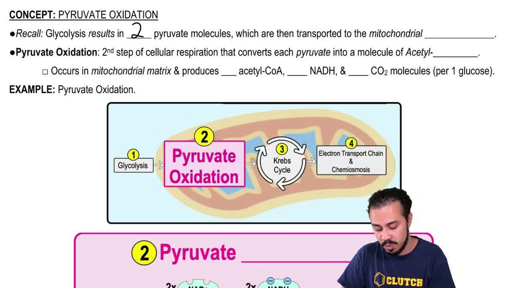 Cellular Respiration - Link Reaction and Krebs - Post 16 Biology ...