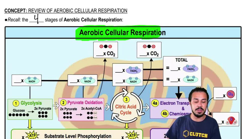 Total Products for Each Stage of Aerobic Cellular Respiration ...