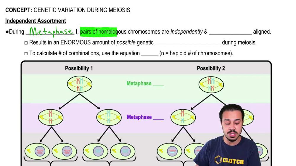 Genetic Variation During Meiosis Example 1 | Pearson+ Channels