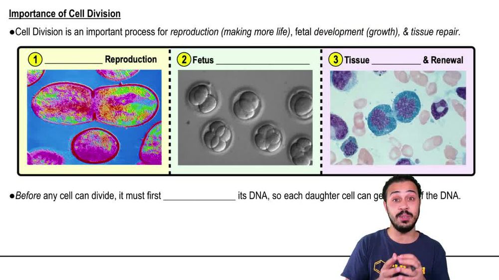 Animation: Asexual Reproduction | Pearson+ Channels