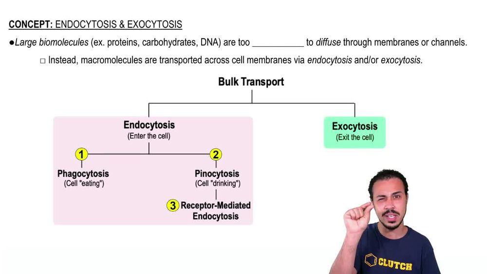 Endocytosis, exocytosis, phagocytosis, and pinocytosis explained ...