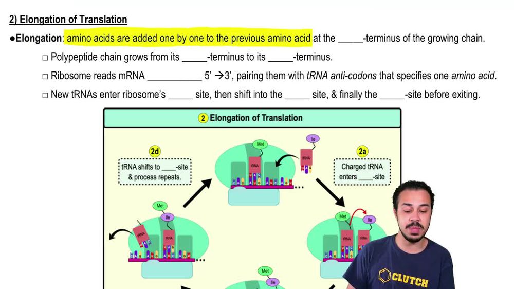 Animation: Elongation Cycle of Translation | Pearson+ Channels