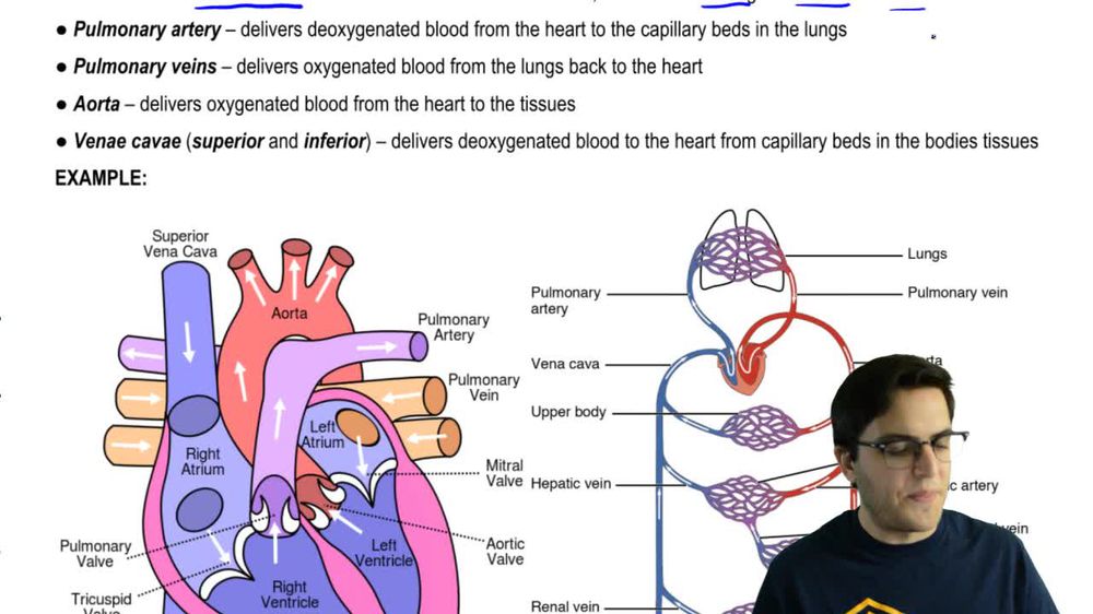 Animation: The Human Heart and Circulation | Pearson+ Channels