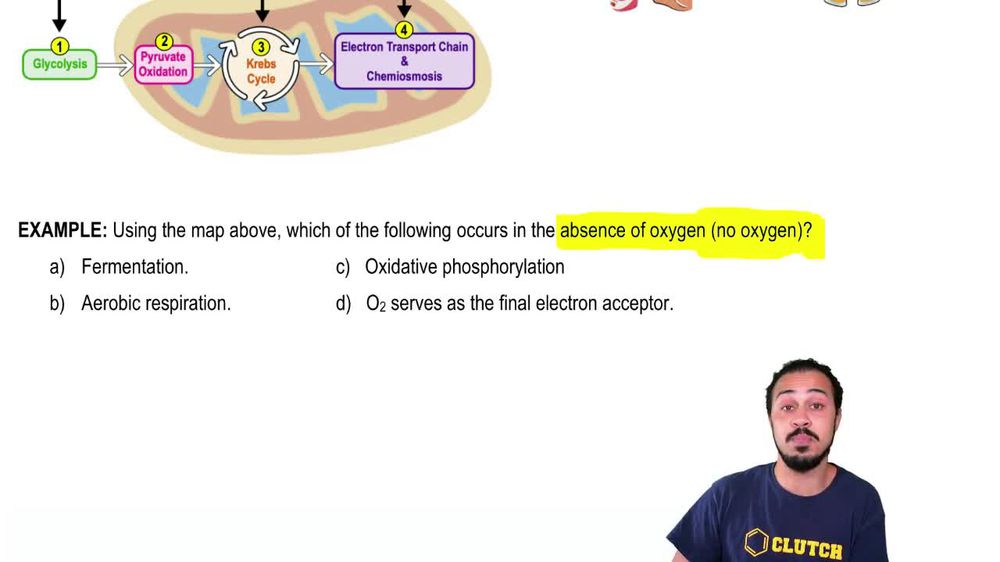 Animation: Overview of Cellular Respiration | Pearson+ Channels