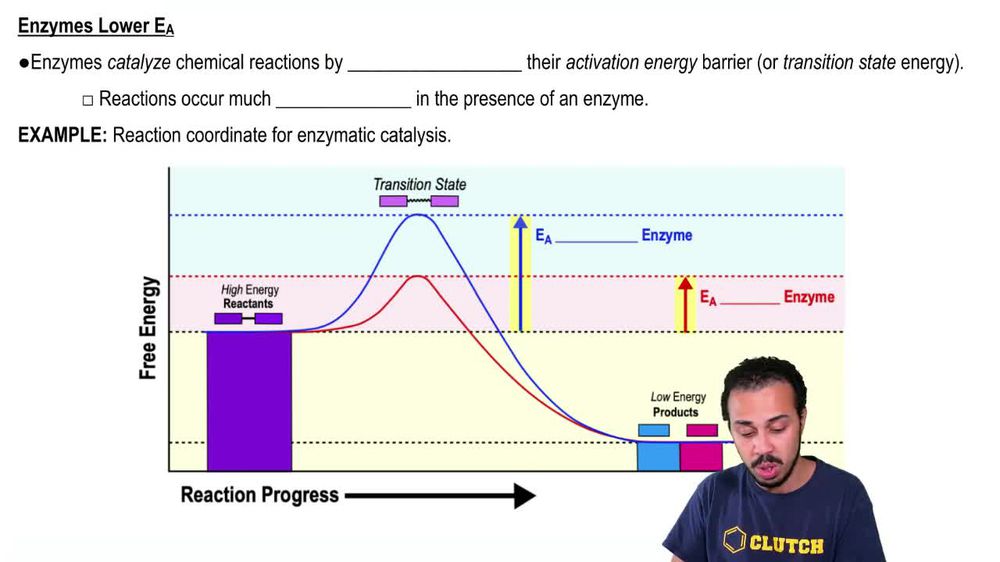 Function of Enzymes: Substrate, Active Site & Activation Energy ...