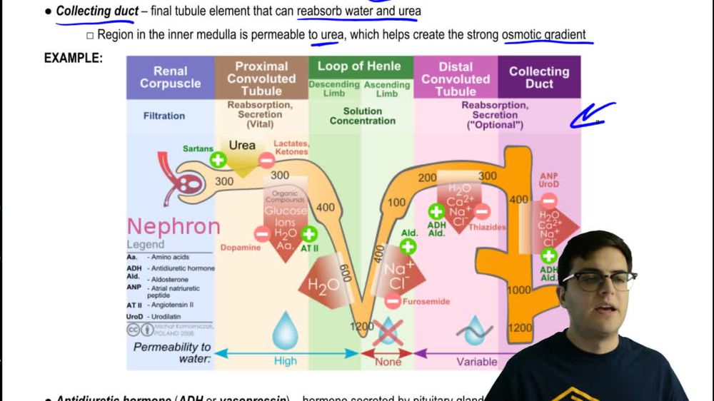 Animation: Nephron Function | Pearson+ Channels