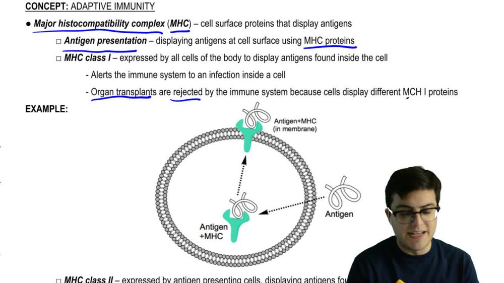 Animation: Clonal Selection | Pearson+ Channels