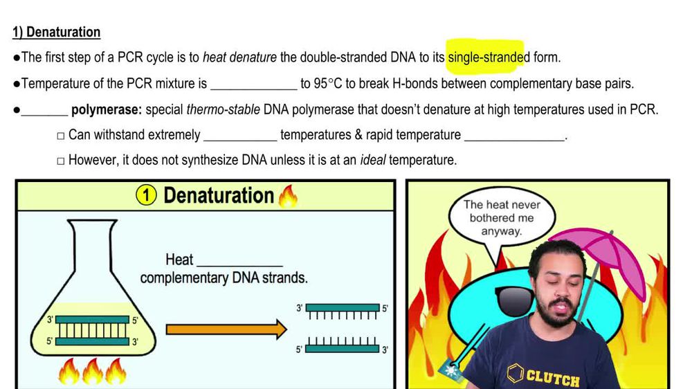 Why is a DNA polymerase from a thermophilic bacterium used in PCR ...