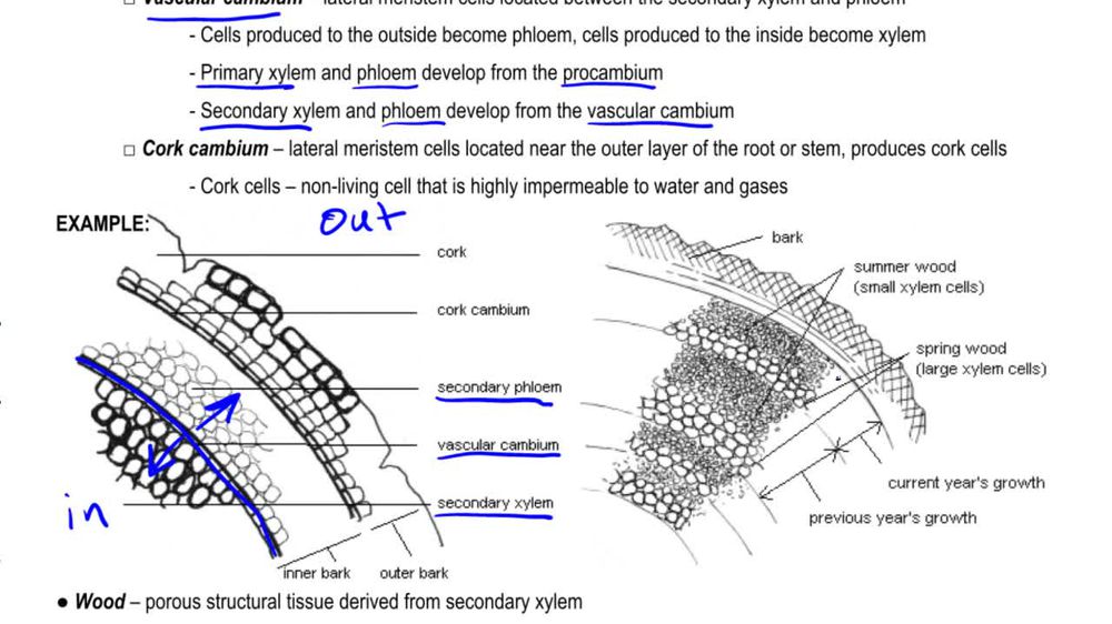 Animation: Primary and Secondary Growth | Pearson+ Channels