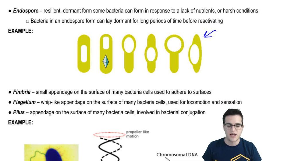 Bacterial flagella have a very complex structure composed of 42 d ...