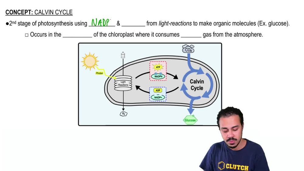 Animation: The Calvin Cycle | Pearson+ Channels