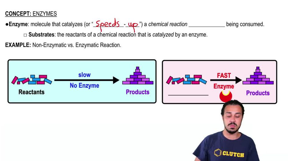Animation: Enzymes: Steps in a Reaction | Pearson+ Channels