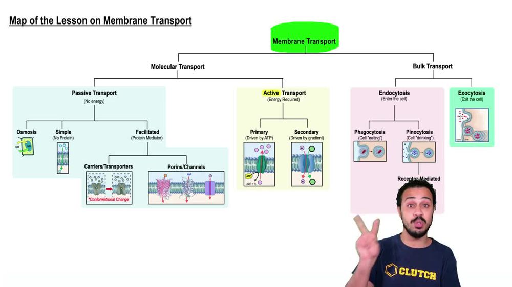 Active, Passive, and Bulk Cell Transport | Pearson+ Channels