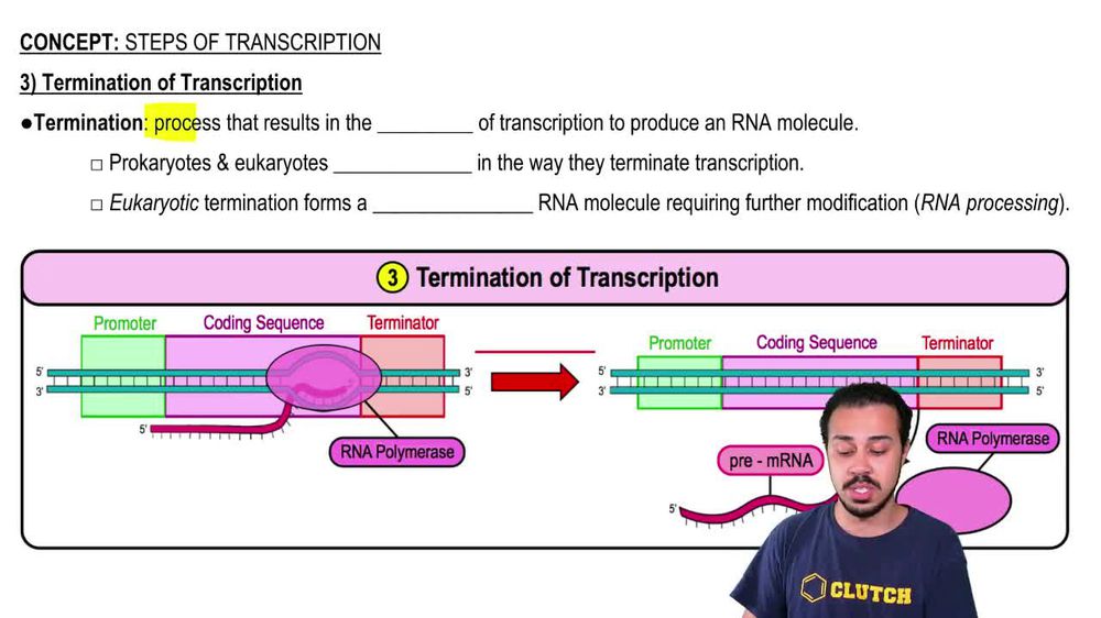 What happens during the initiation step of DNA transcription ...