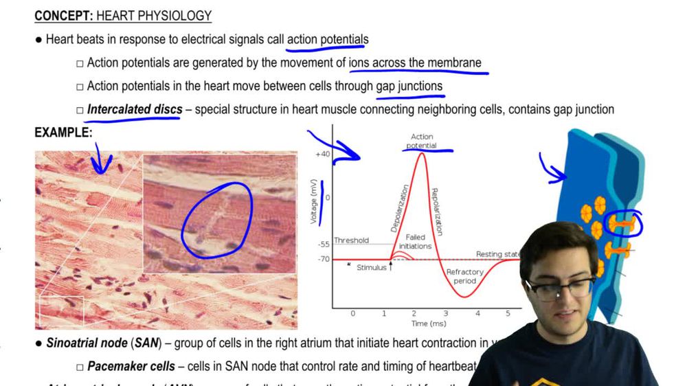 The Cardiac Cycle, Animation | Pearson+ Channels