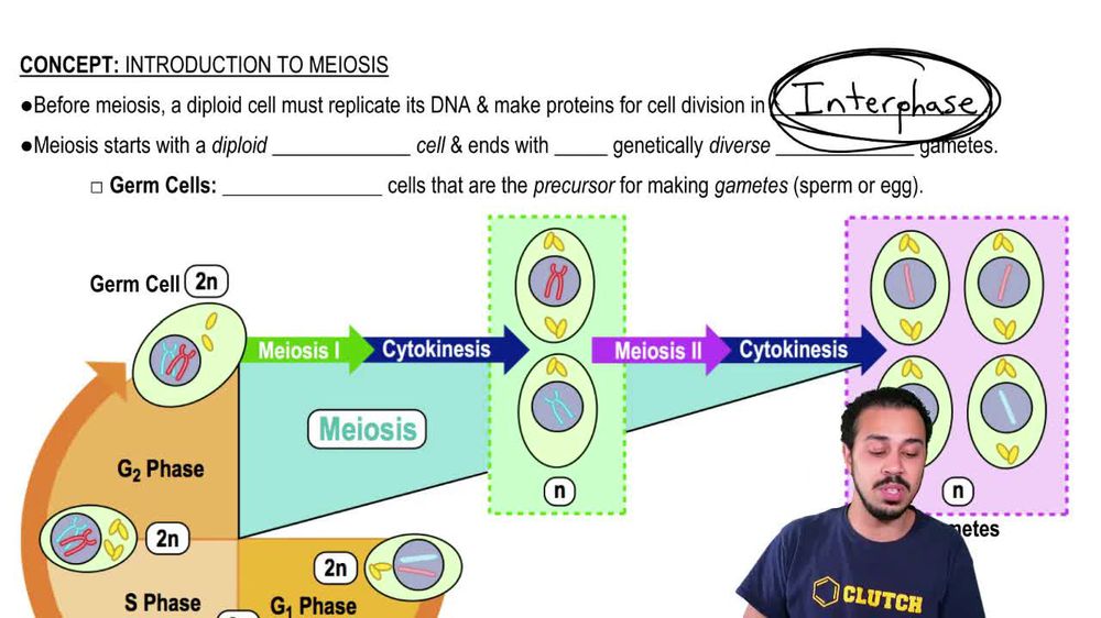 Phases of Meiosis (simulation) | Pearson+ Channels