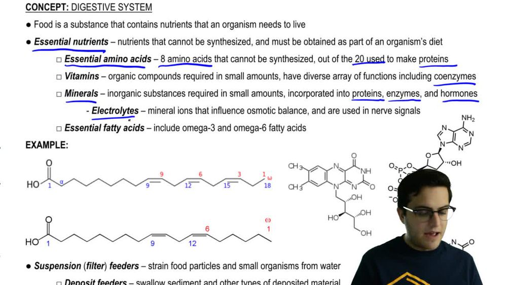 Where does absorption take place in the small intestine? | Pearson+ ...
