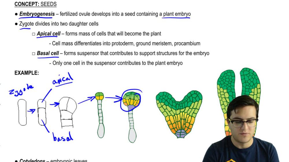 Plant Reproduction in Angiosperms | Pearson+ Channels