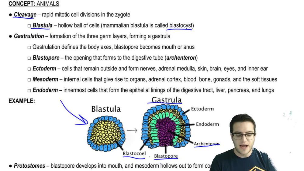 Indeterminate cleavage produces embryonic cells that ...