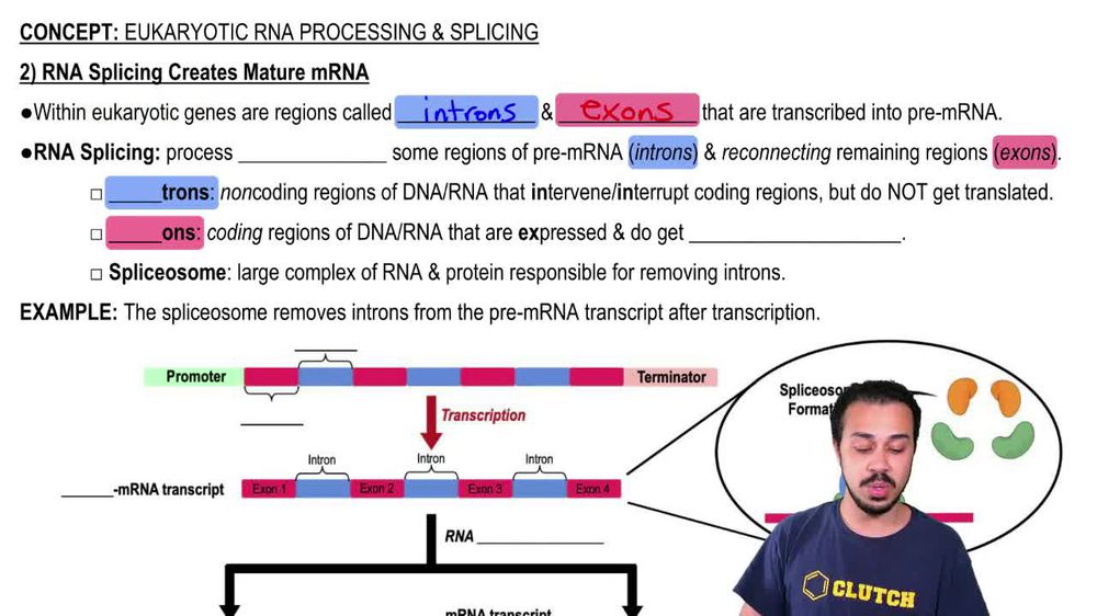 5 Types of RNA: mRNA, tRNA, rRNA, HnRNA, and SnRNA | Pearson+ Channels