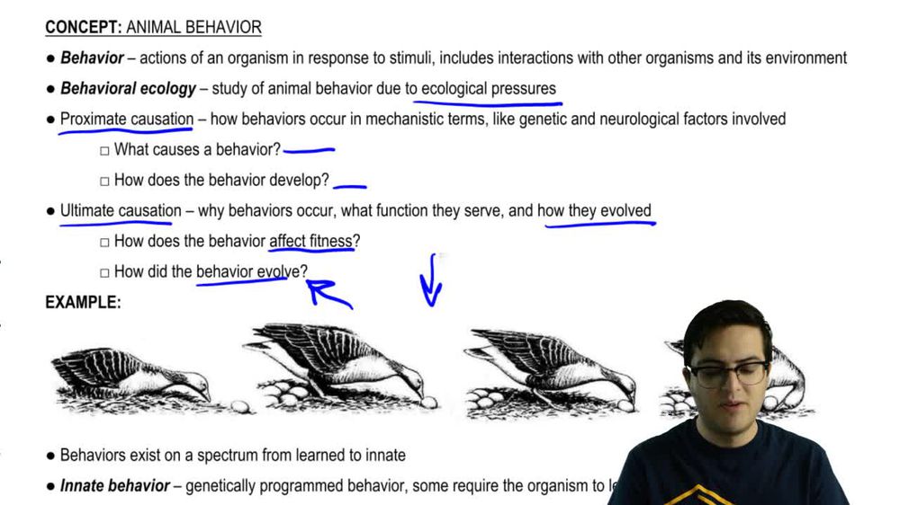 Pheasants do not feed their chicks. Immediately after hatching, a ...
