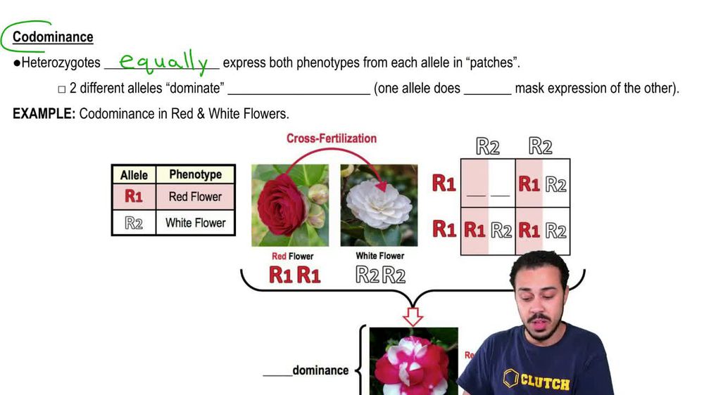 A gene for the MN blood group has codominant alleles M and N. If ...