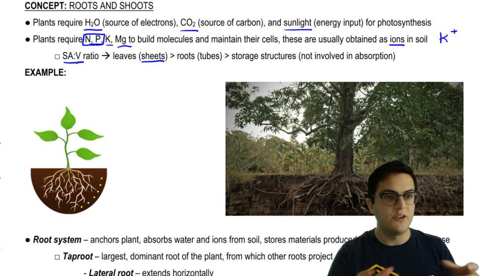 A cross section of a plant part exposes epidermis, a thick cortex ...