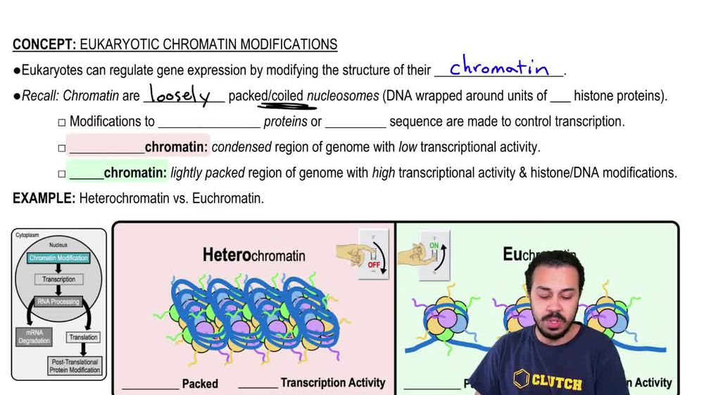 Animation: DNA Packing | Pearson+ Channels