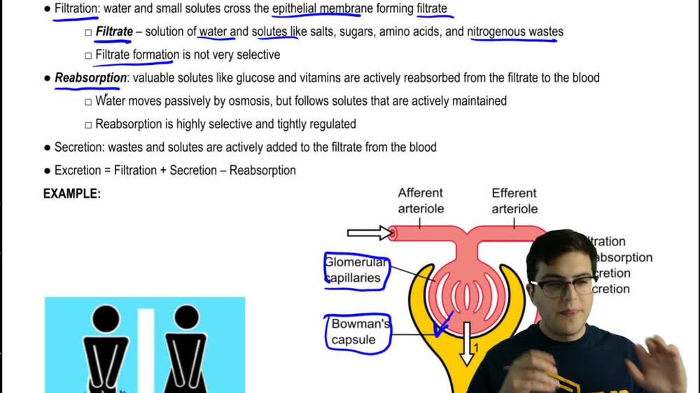 Animation: Nephron Function | Pearson+ Channels