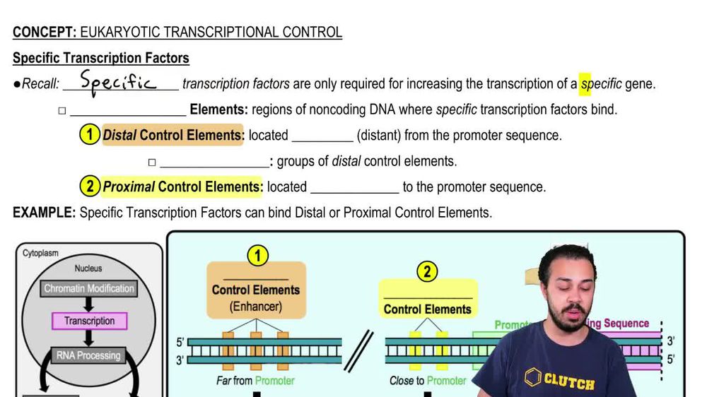 A high rate of gene transcription in eukaryotic cells is usually ... | Pearson+ Channels