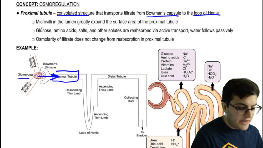 Animation: Nephron Function | Pearson+ Channels