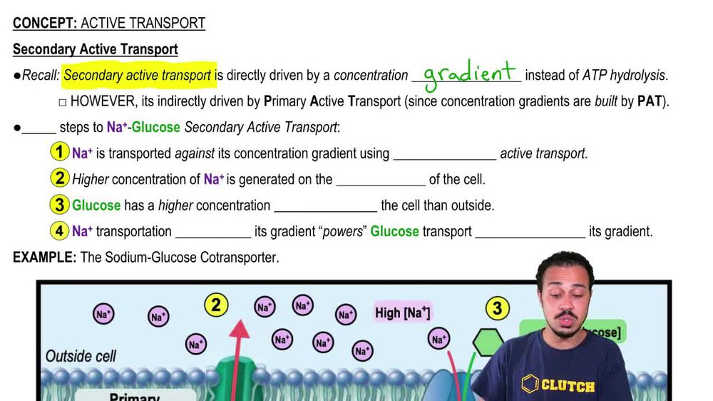 Glucose can be moved into cells via an active transport mechanism ...