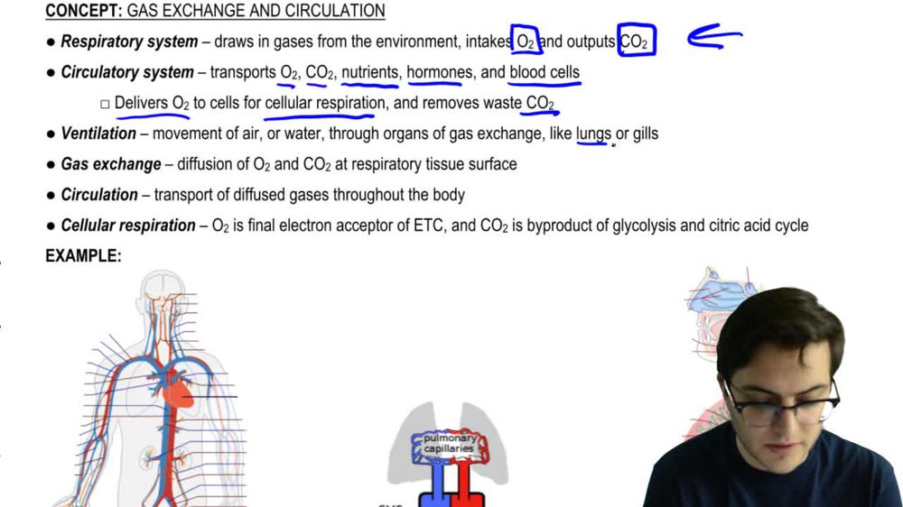 Animation: Gas Exchange in Fish Gills | Pearson+ Channels