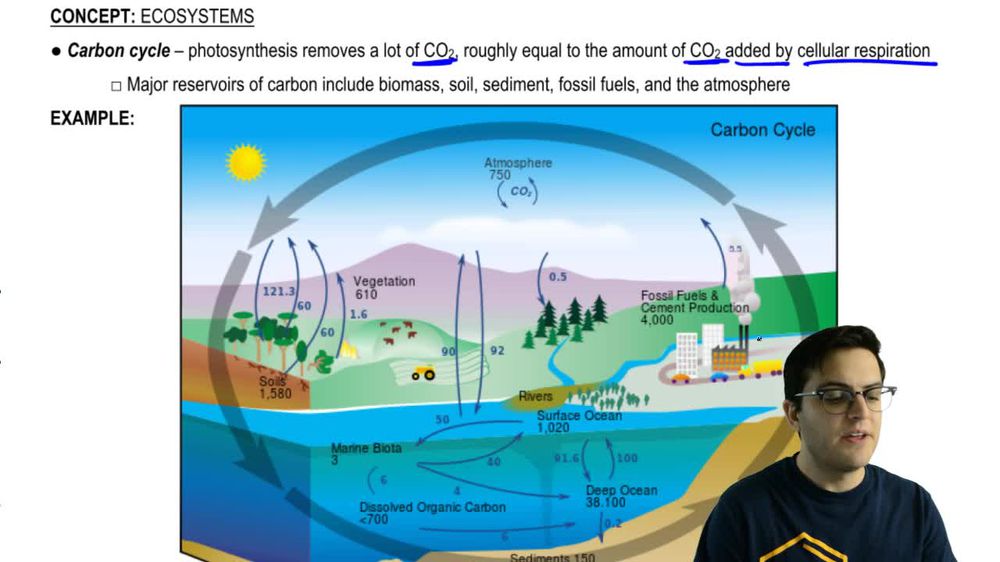 BioFlix: The Carbon Cycle | Pearson+ Channels