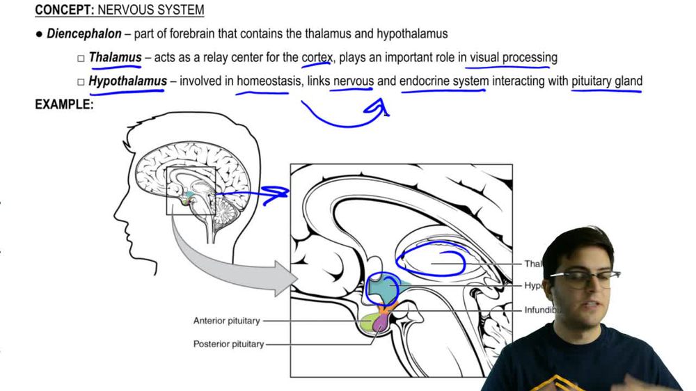 Limbic system model | Pearson+ Channels