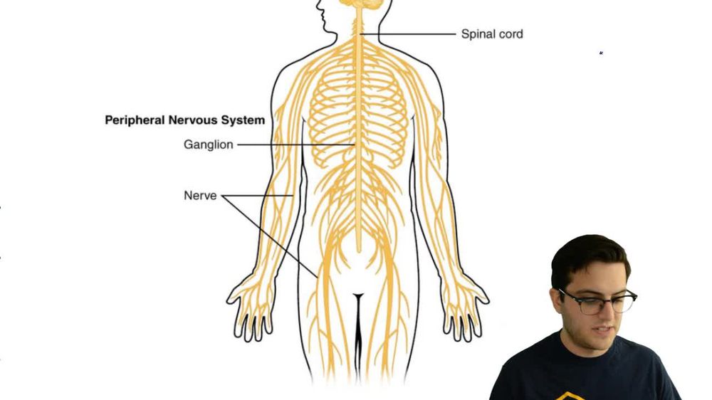 BioFlix: How Synapses Work | Pearson+ Channels