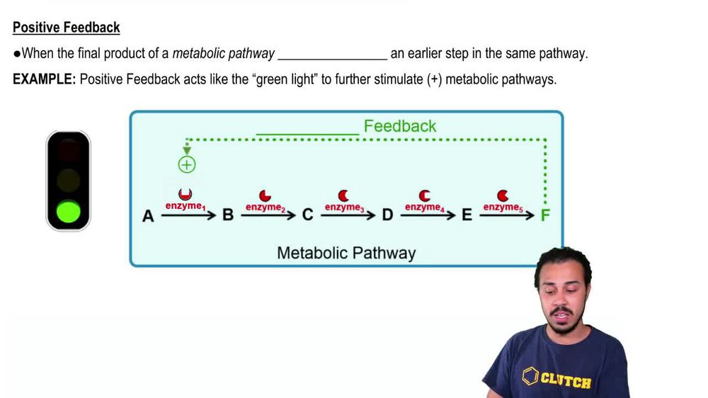Negative Feedback VS. Positive Feedback Explained w/ Examples ...